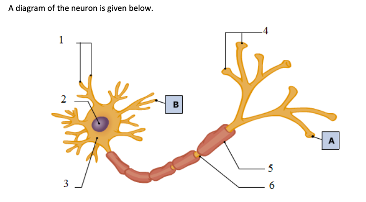 Solved A diagram of the neuron is given below. i. Identify | Chegg.com