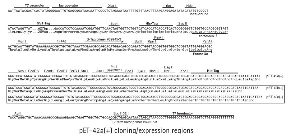 Solved Circle the RBS site, start codon, T7 Promoter, T7 | Chegg.com