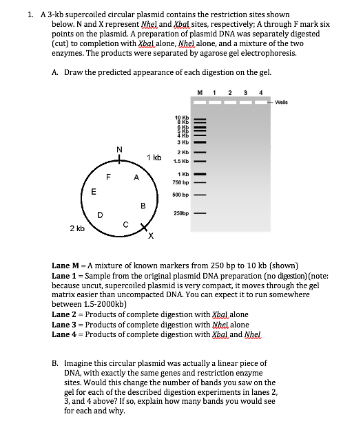 Solved 1. A 3-kb supercoiled circular plasmid contains the | Chegg.com