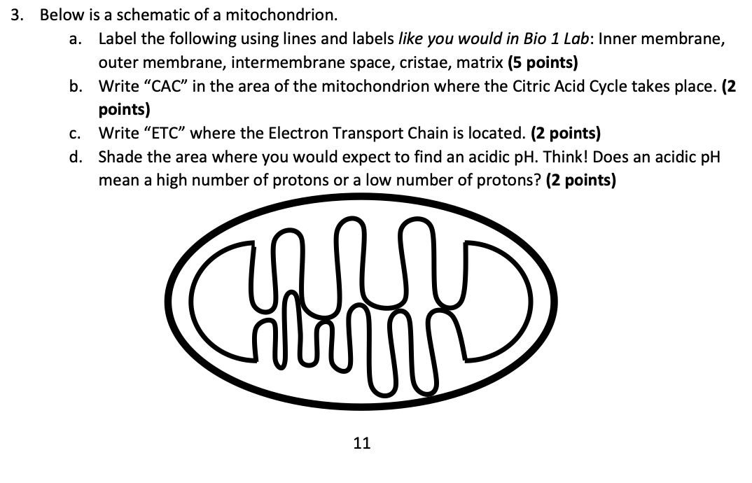 Solved 3. Below is a schematic of a mitochondrion. a. Label | Chegg.com