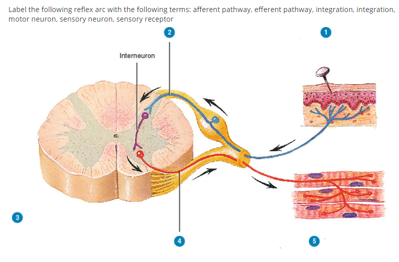 Solved Label the following reflex arc with the following | Chegg.com