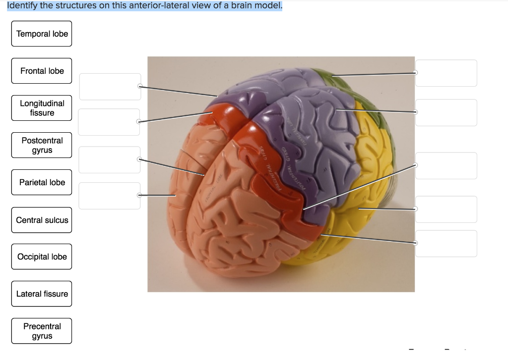 Solved Identify the structures on this anterior-lateral view | Chegg.com