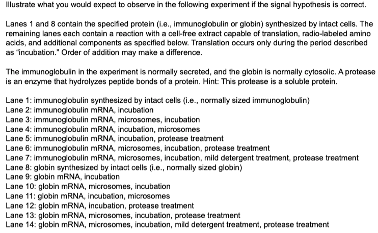 Solved Illustrate what you would expect to observe in the | Chegg.com