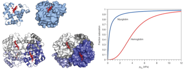 Solved 1a. Protein A and protein B both binding site for | Chegg.com