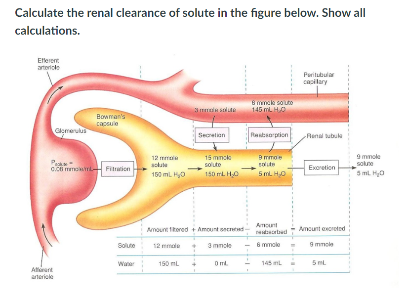 Solved Calculate the renal clearance of solute in the figure | Chegg.com