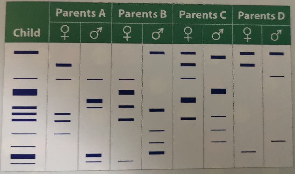 Solved a) Which set of parental DNA in the diagram above | Chegg.com