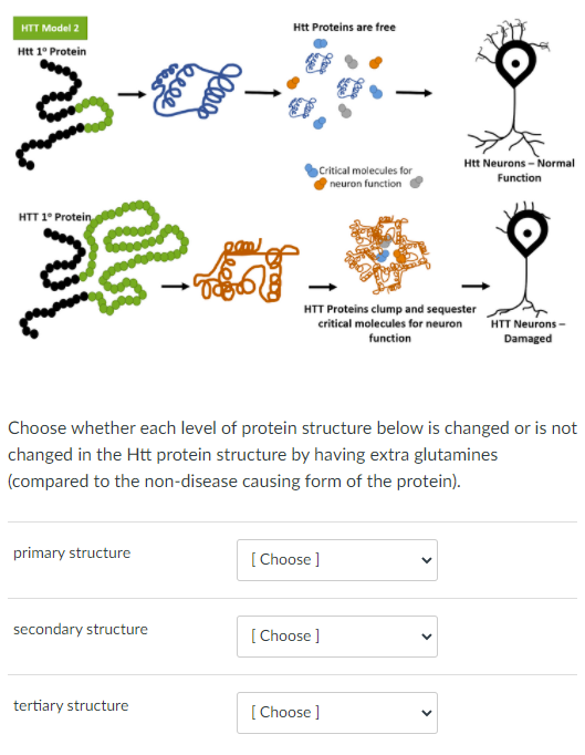 Solved Htt Proteins are free HTT Model 2 Htt 1Protein | Chegg.com