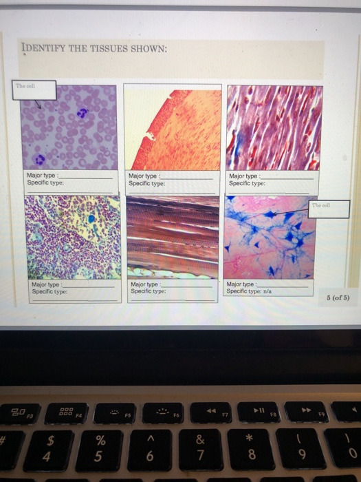 Solved IDENTIFY THE TISSUES SHOWN (AND MARKED DETAILS) Name | Chegg.com