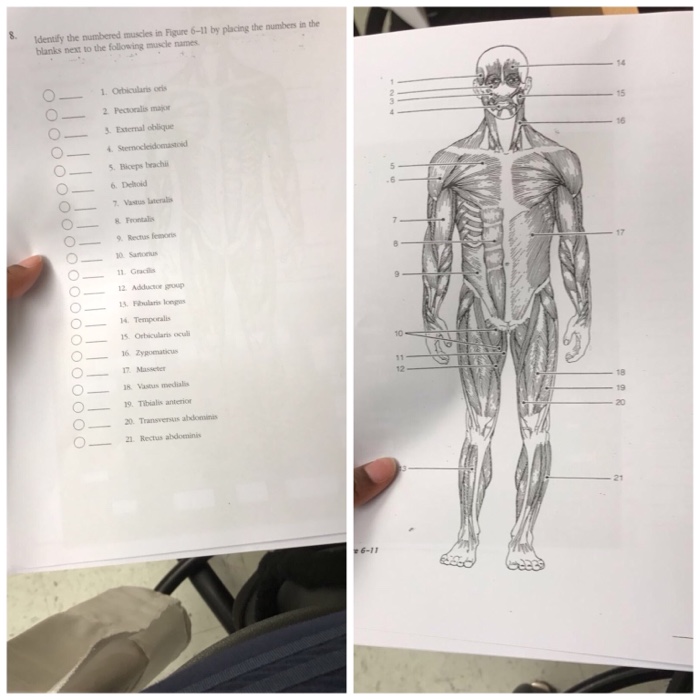 Identify the Numbered Muscles in Figure 6 11 Identify the Numbered Muscles in Figure 6 11