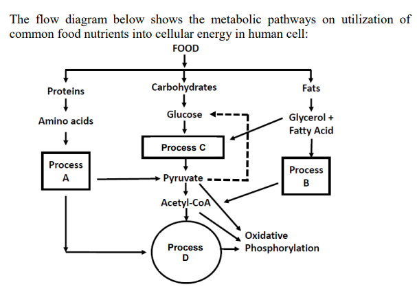 Solved The flow diagram below shows the metabolic pathways | Chegg.com