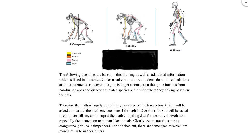 Solved 4. Orangutan 5. Gorilla 6. Human Humerus Radius O | Chegg.com