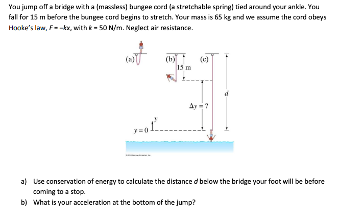 Solved You jump off a bridge with a (massless) bungee cord | Chegg.com