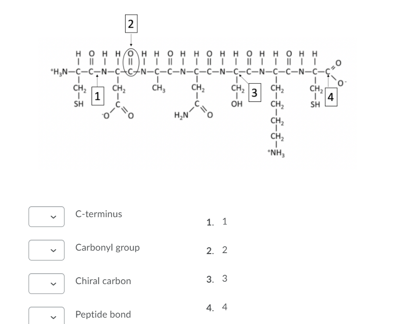 Solved How many non-polar side chains are in the peptide | Chegg.com