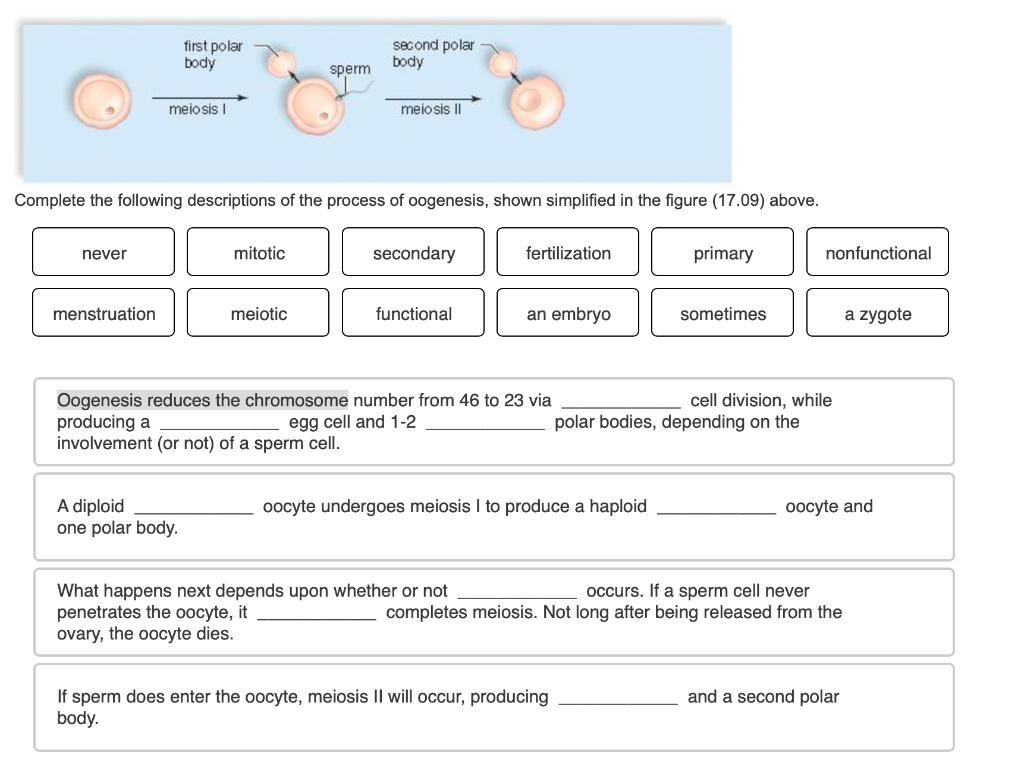 Solved first polar body second polar sperm body meiosis l | Chegg.com