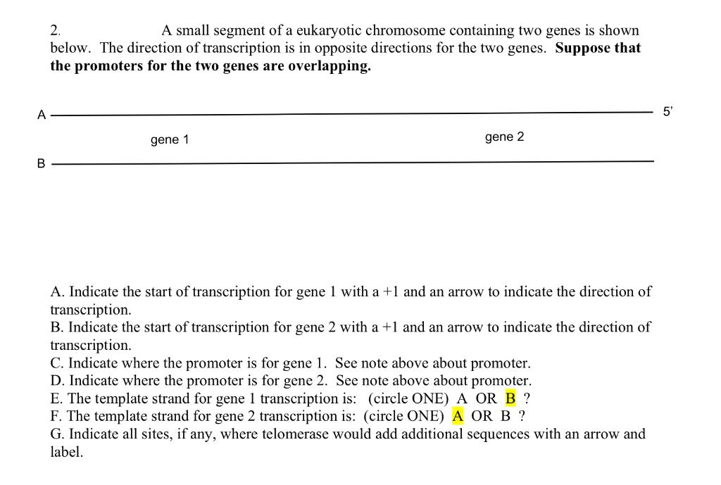Solved 2. A small segment of a eukaryotic chromosome | Chegg.com