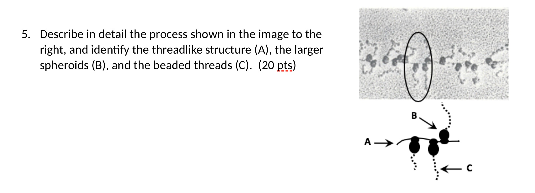Solved 5. Describe in detail the process shown in the image | Chegg.com