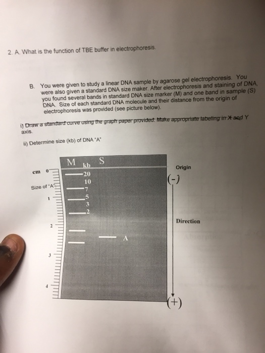 Agarose Gel Recipe Tbe | Besto Blog