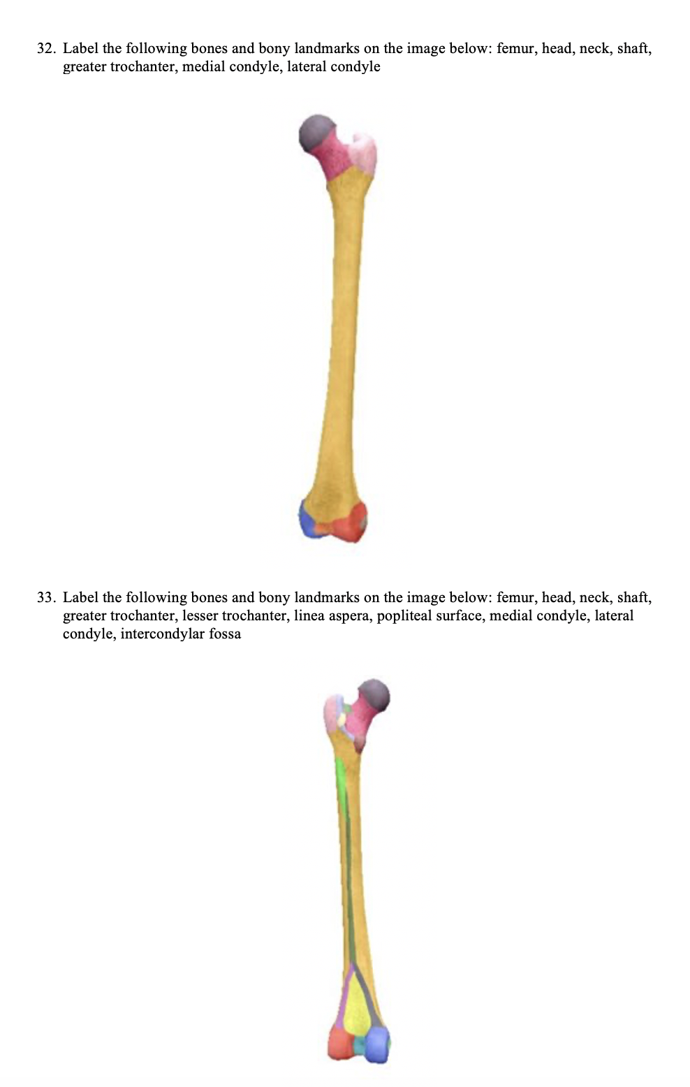 Solved 32. Label the following bones and bony landmarks on | Chegg.com