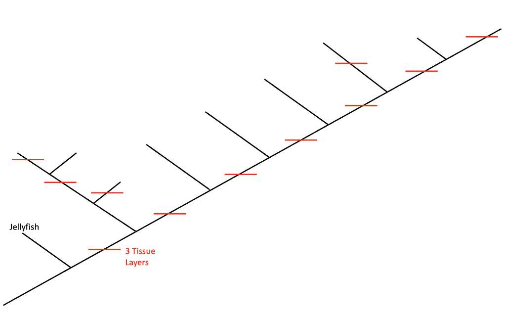 Solved Panda Sea star Frog Spider Duck-billed platypus | Chegg.com