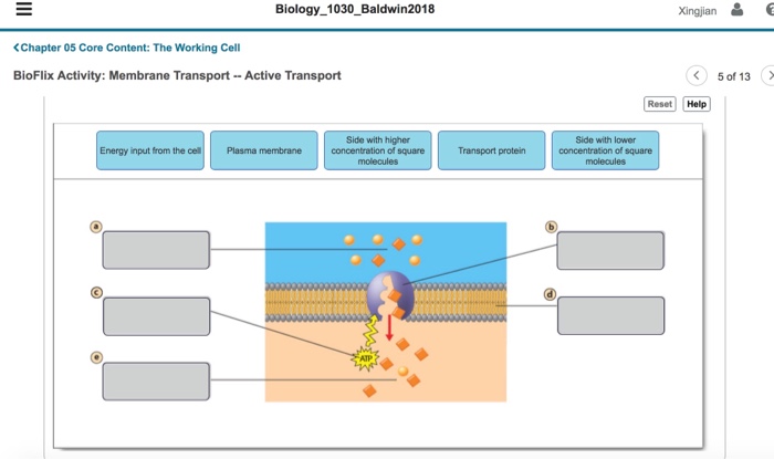 Solved Biology_1030_Baldwin2018 Xingian Chapter 05 Core | Chegg.com