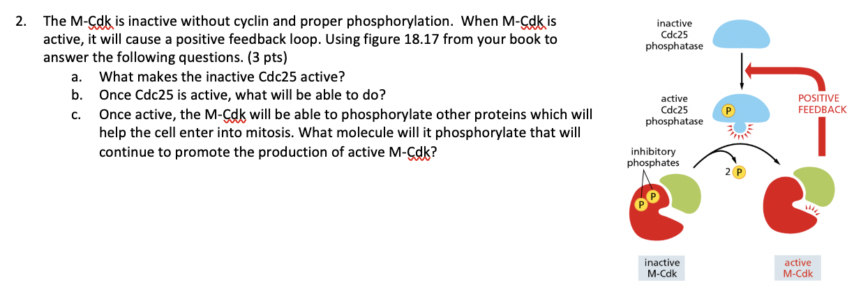 Solved 2. inactive Cdc25 phosphatase a. The M-cdk is | Chegg.com