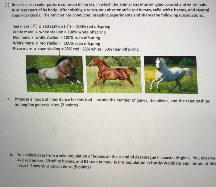 Solved Roan is a coat color pattern common in horses, in | Chegg.com