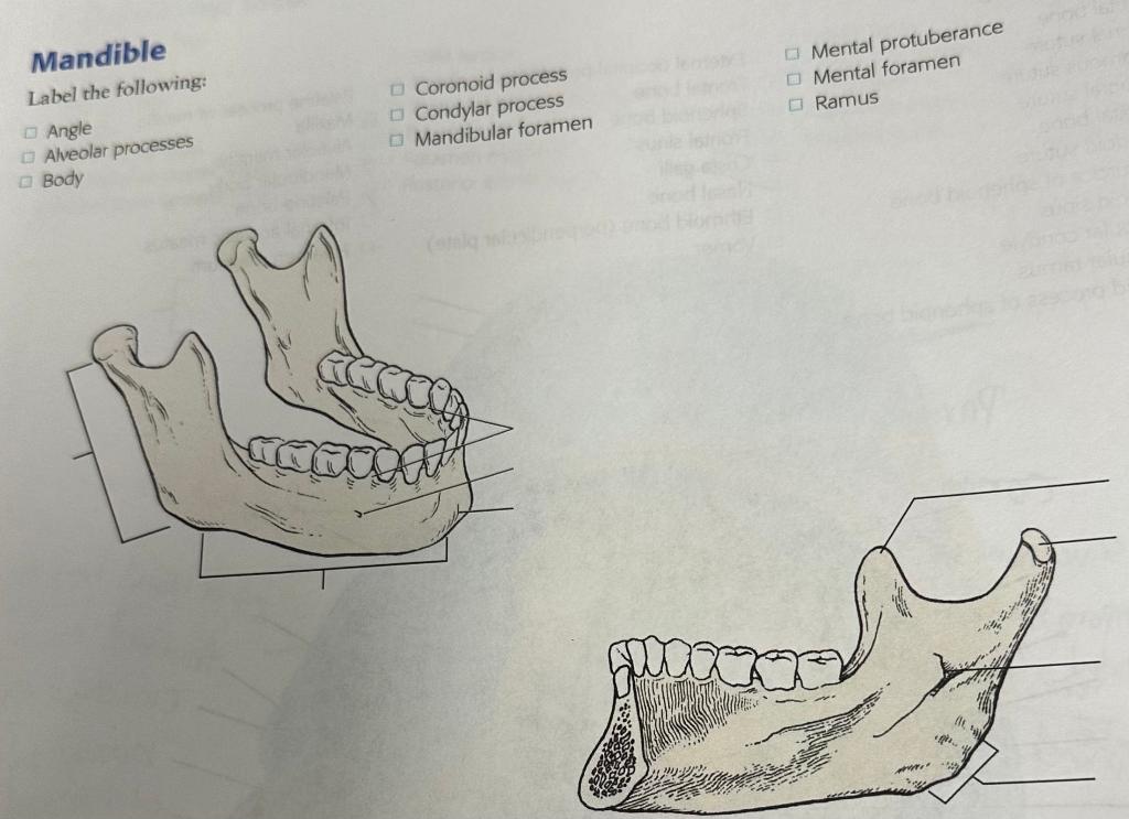 Solved Mandible Mental protuberance Label the following: | Chegg.com