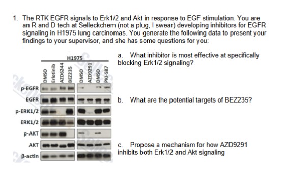 Solved by an EXPERT 1. ﻿The RTK EGFR signals to Erk1/2 ﻿and Akt in ...