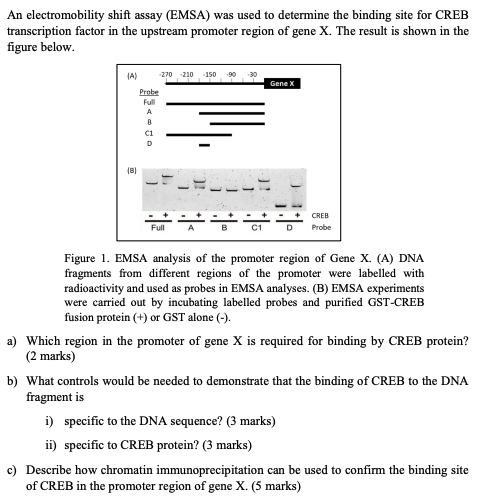 Solved An electromobility shift assay (EMSA) was used to | Chegg.com