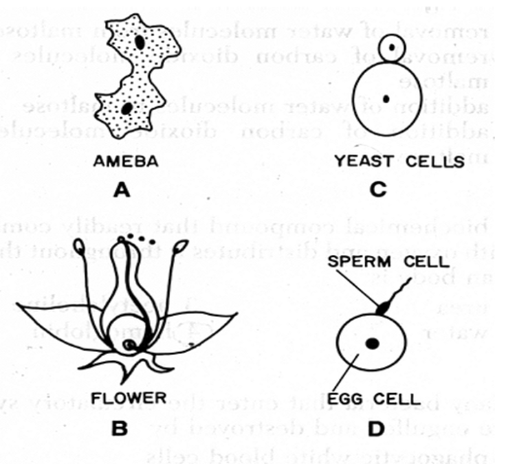 Solved The diagram represents various processes associated | Chegg.com