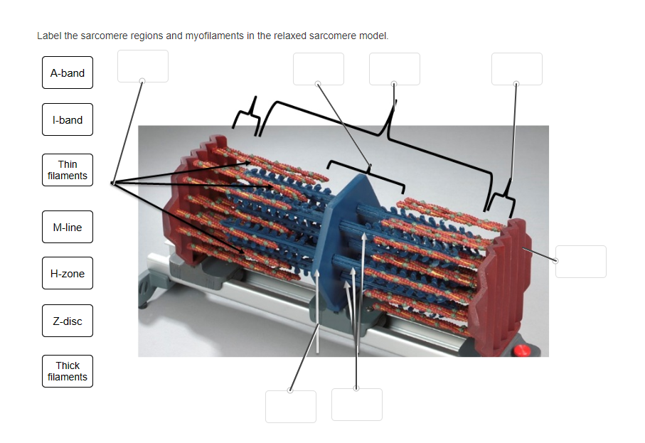 Sarcomere Model Labeled