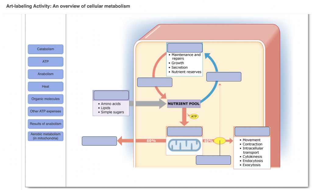 Solved Art-labeling Activity: Responses to low body | Chegg.com