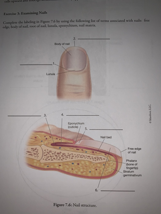 cells upward and ullIcig Excrcise 3: Examining Nails | Chegg.com