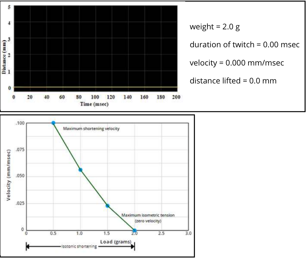 Solved Activity 7: Isotonic Contraction and the | Chegg.com