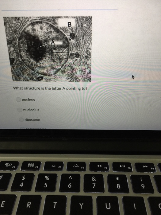 Solved What structure is the letter A pointing to? nucleus | Chegg.com