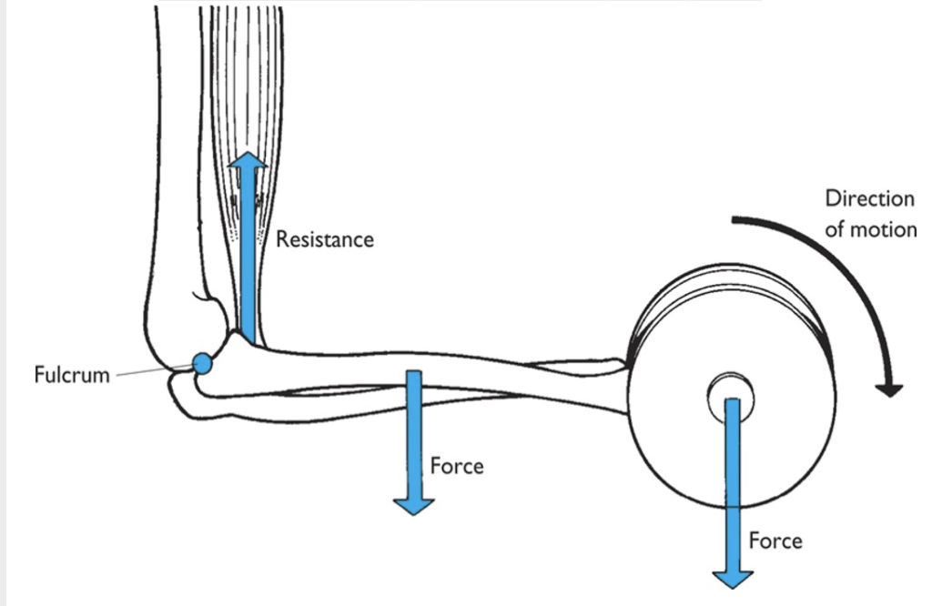 Solved What is the net moment about the elbow caused by all | Chegg.com