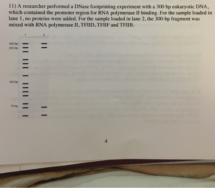 Solved 11) A researcher performed a DNase footprinting | Chegg.com