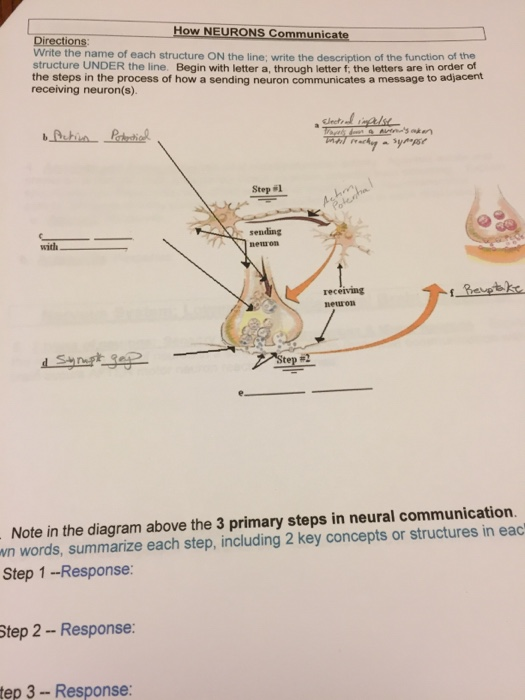 3 Primary Steps in Neural Communication