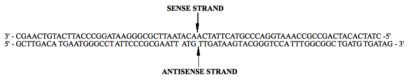 Solved PROTEIN SYNTHESIS EXERCISE Below is a double-stranded | Chegg.com