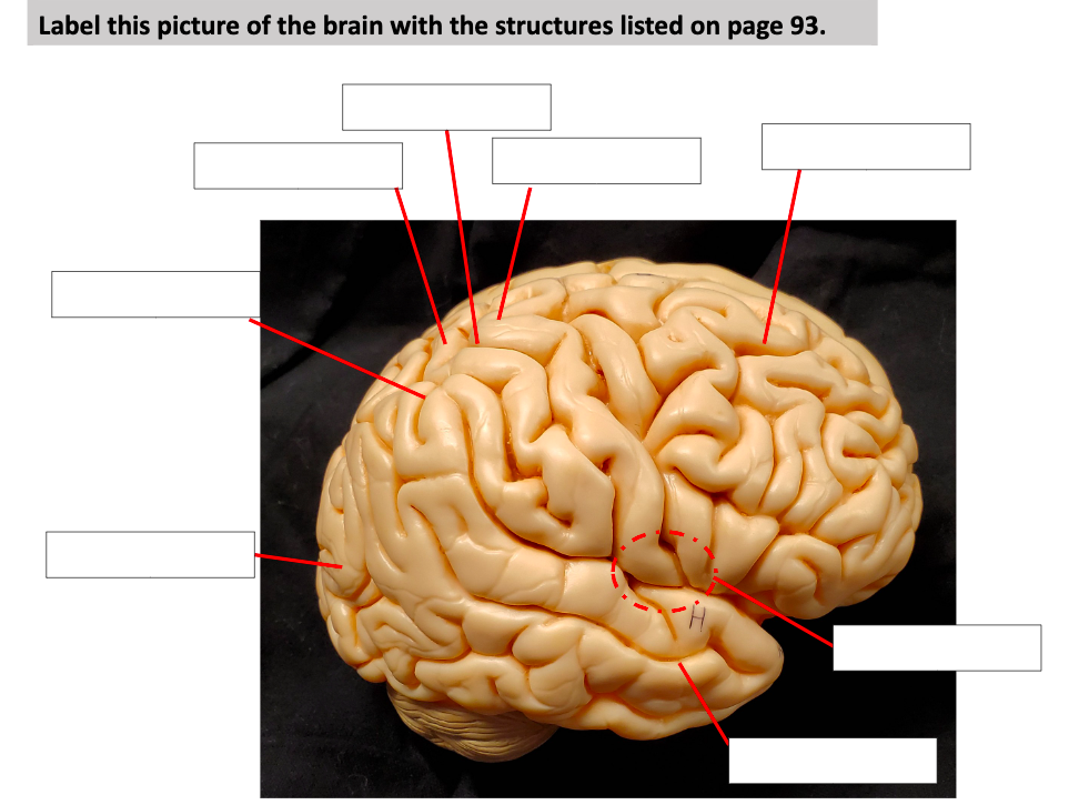 Solved Label this picture of the brain with the structures | Chegg.com