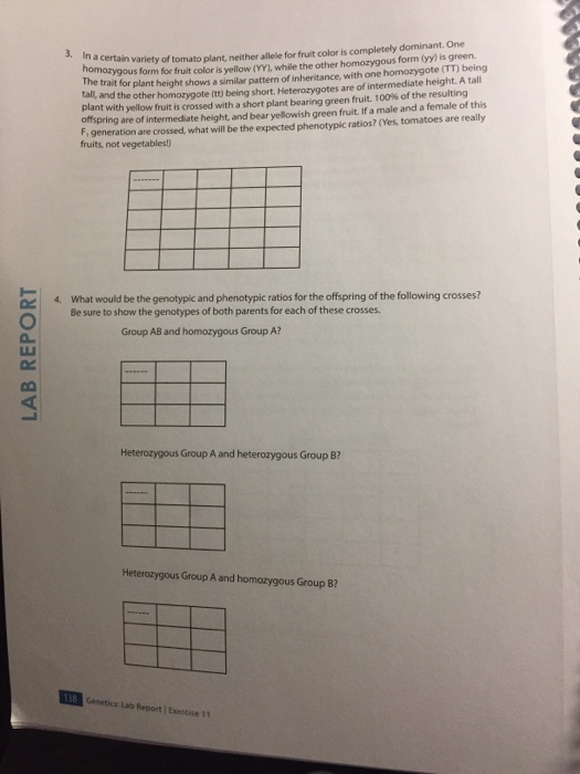 Solved EXERCISE 11: LAB REPORT Genetics Name: Date: 1. In | Chegg.com