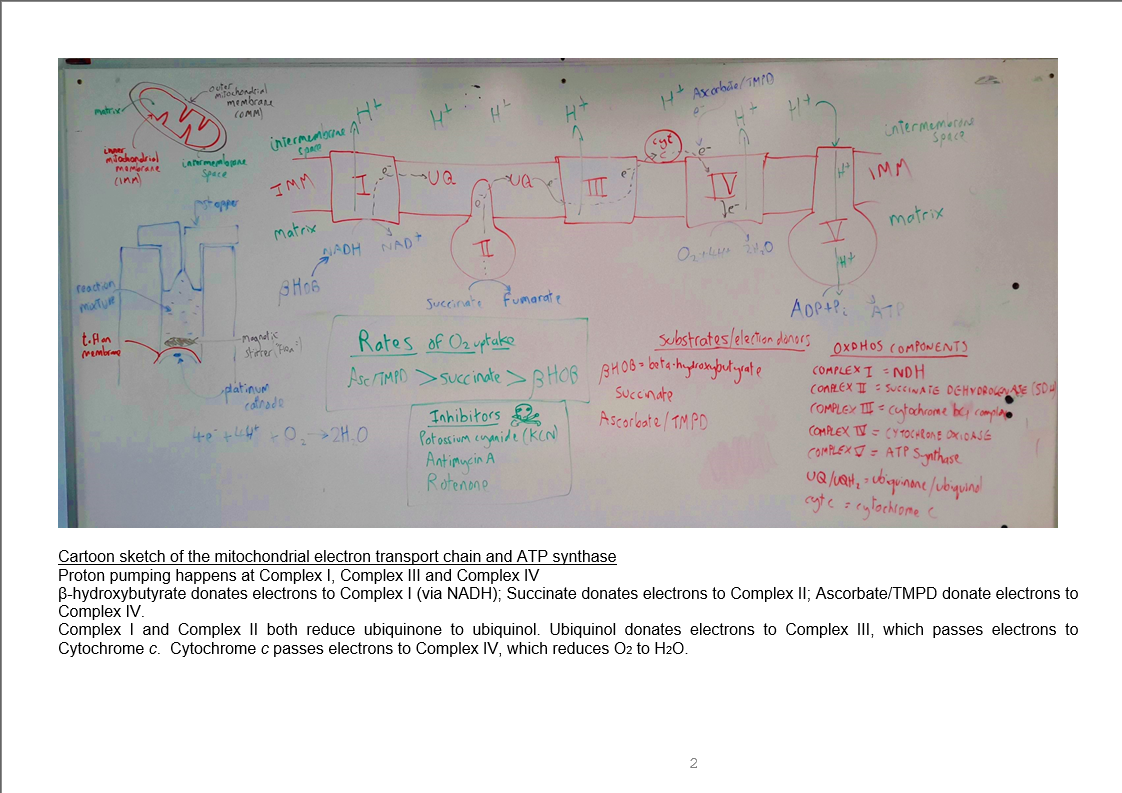 The normal reaction buffer (as used for the | Chegg.com