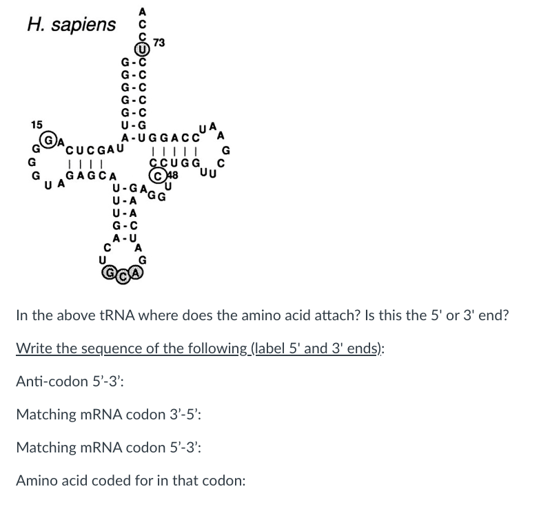 Solved In the above tRNA where does the amino acid attach? | Chegg.com