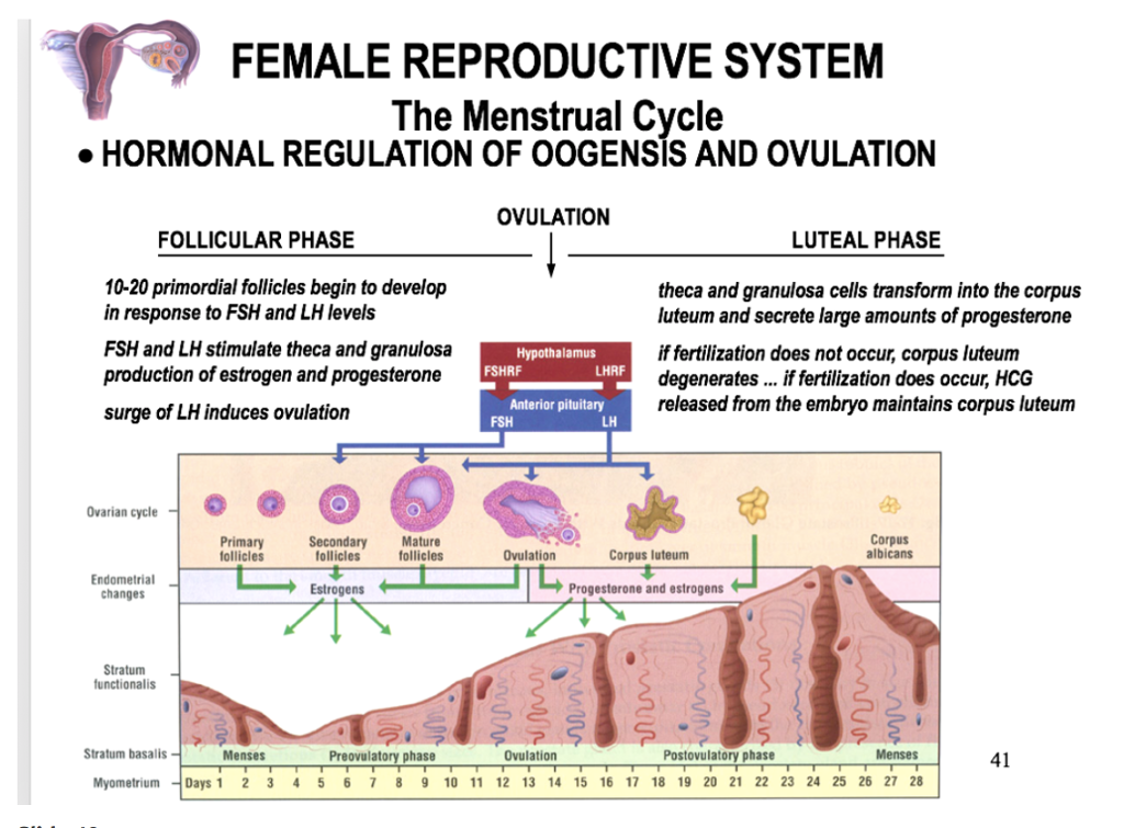 What female reproductive system actually looks like