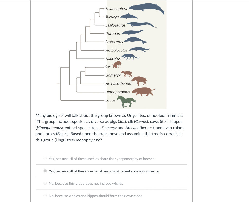 Solved Balaenoptera Tursiops Basilosaurus Dorudon chicken | Chegg.com