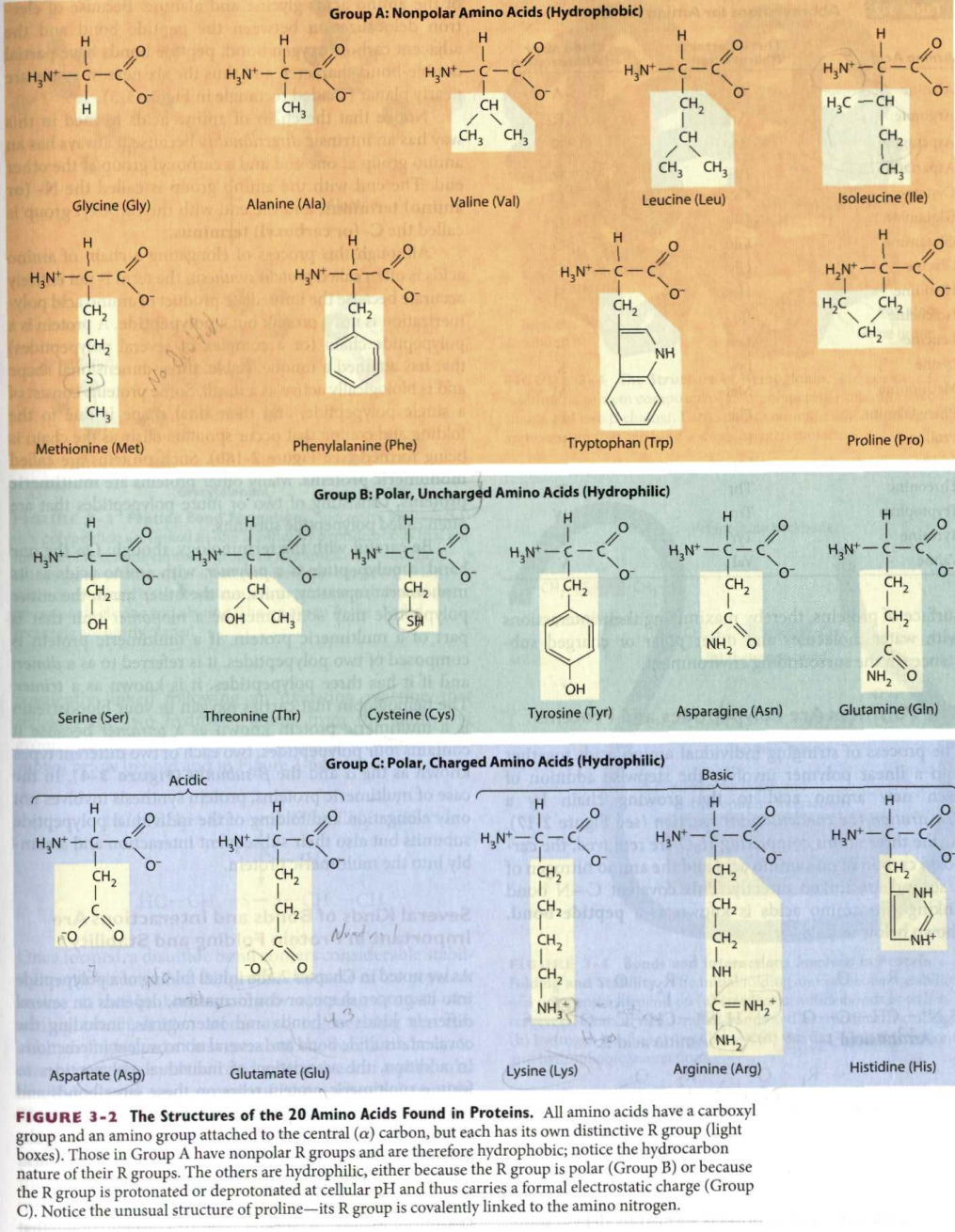 Solved 21. Two amino acid R-groups are shown below. The pK | Chegg.com