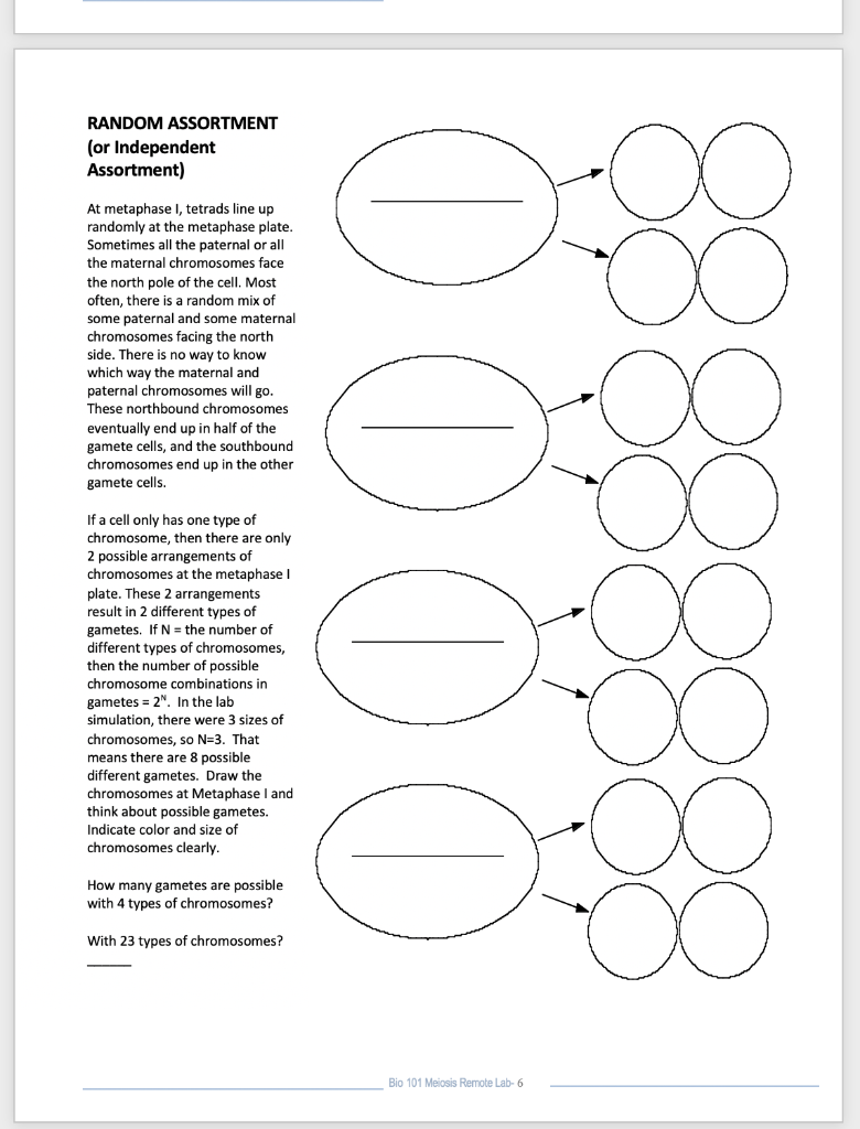 Solved RANDOM ASSORTMENT (or Independent Assortment) At | Chegg.com