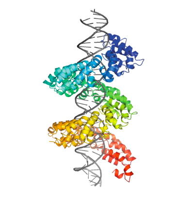 Solved This image shows DNA (gray) interacting with | Chegg.com