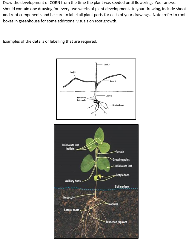 Corn Labeled Parts Of Plant