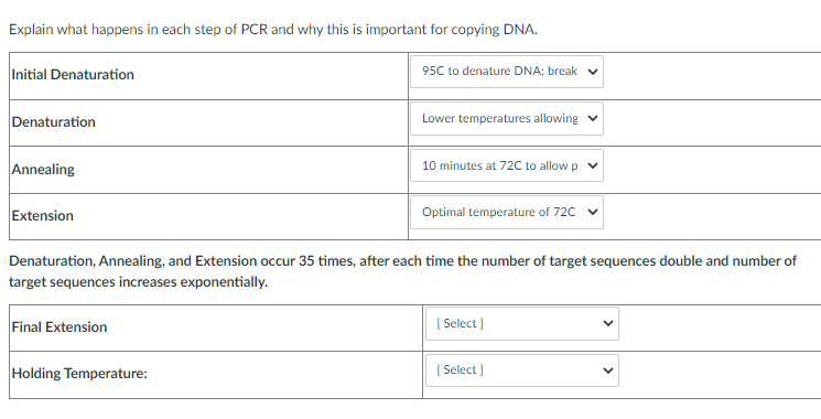 Solved Explain what happens in each step of PCR and why this | Chegg.com